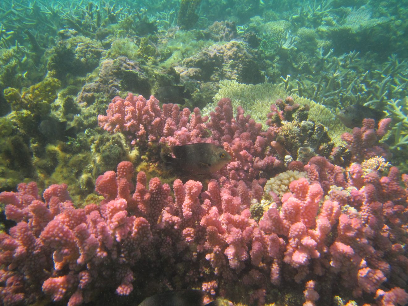 Mauritius Tours-Sightseeing, Adventure, Guided, Group & Local